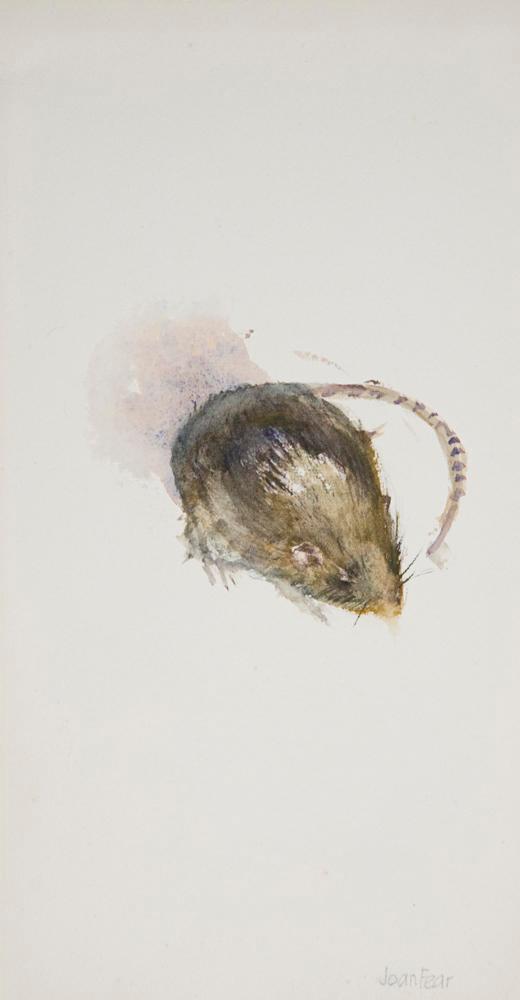 Dead Mouse - Waikato Museum