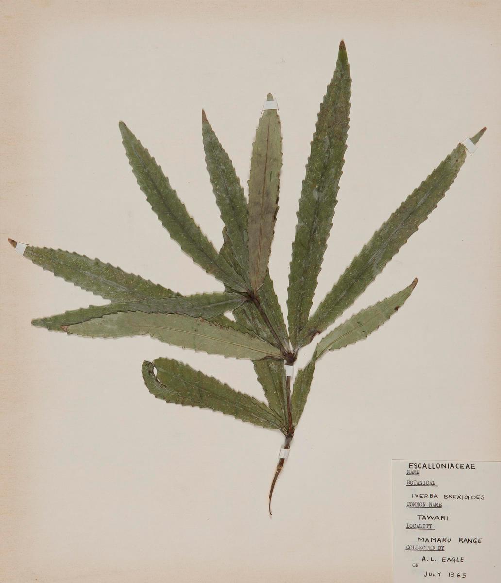 Tawari (Ixerba brexioides) - Waikato Museum