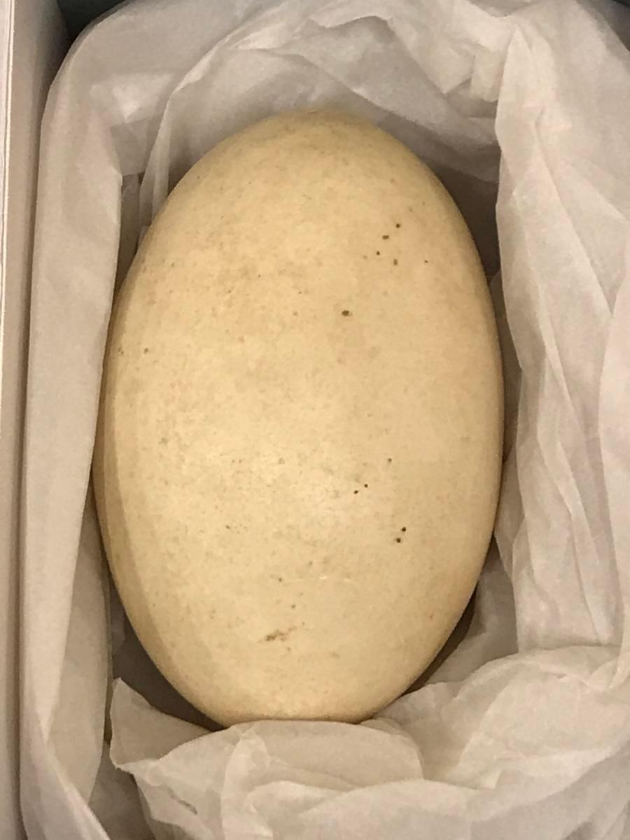 Kiwi egg - Te Whare Taonga o Waikato Museum & Gallery